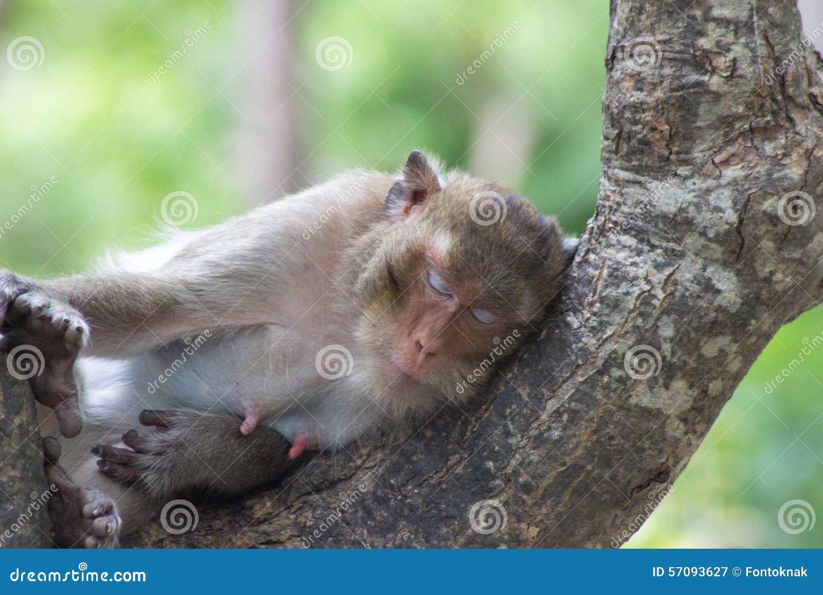 Sleeping Monkey