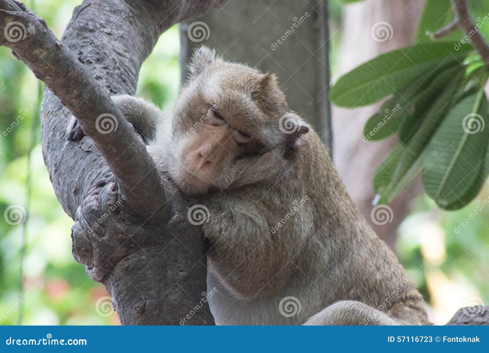 Monkeys sleeping stock image. Image of natural, forest - 57116723