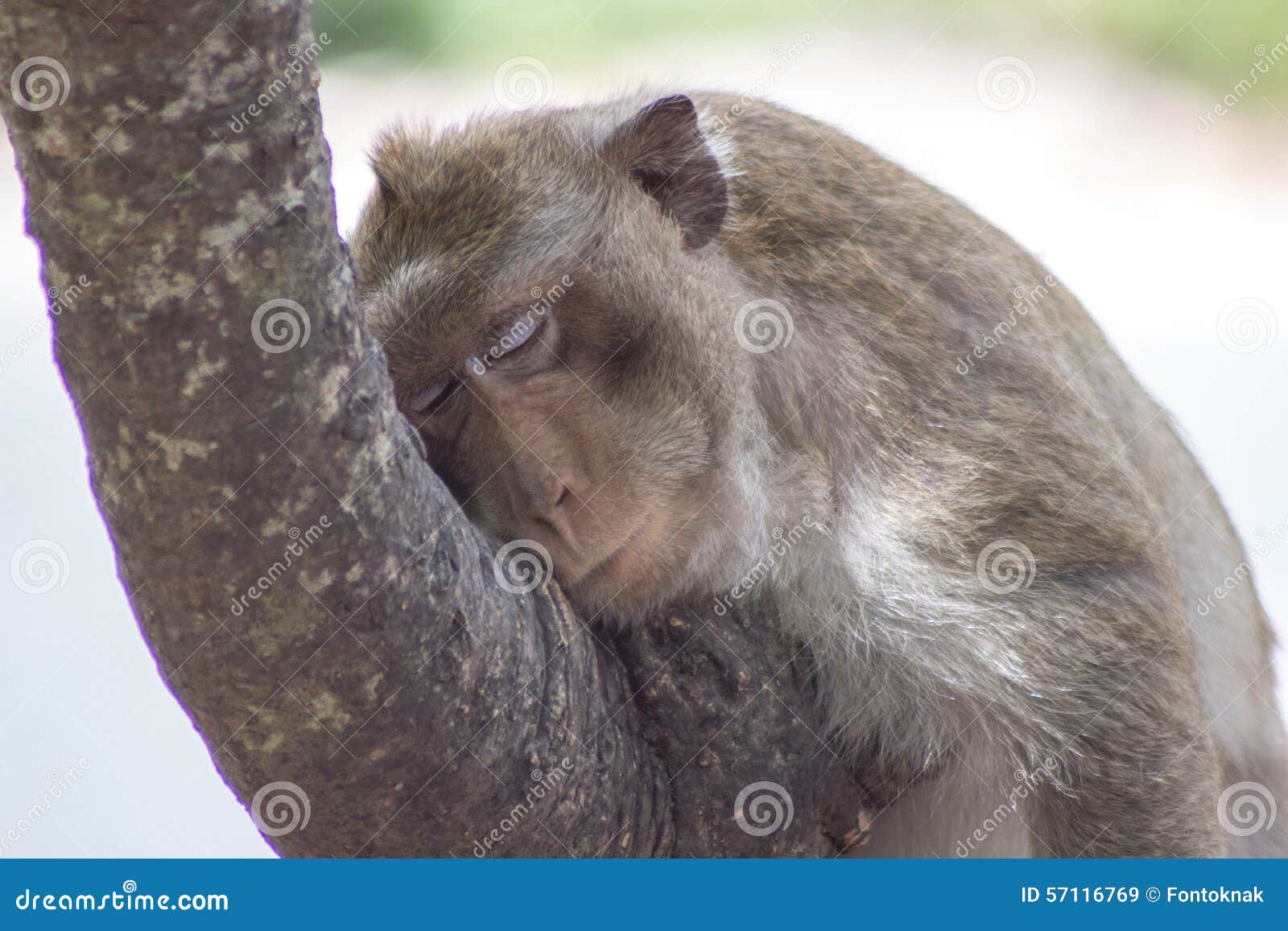 Monkeys sleeping stock image. Image of thailand, mirror - 57116769