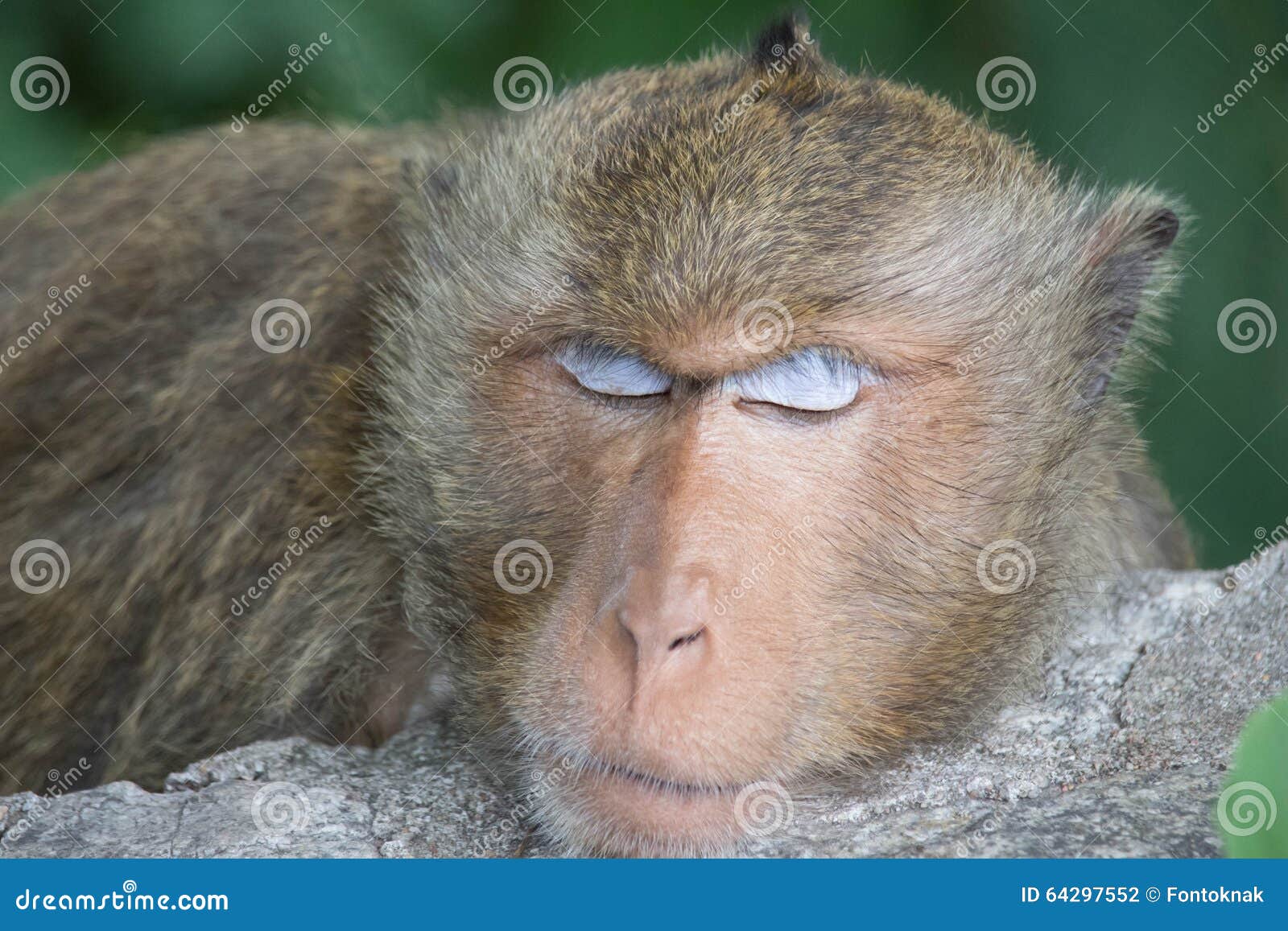Monkeys sleeping stock photo. Image of crab, cute, monkey - 64297552