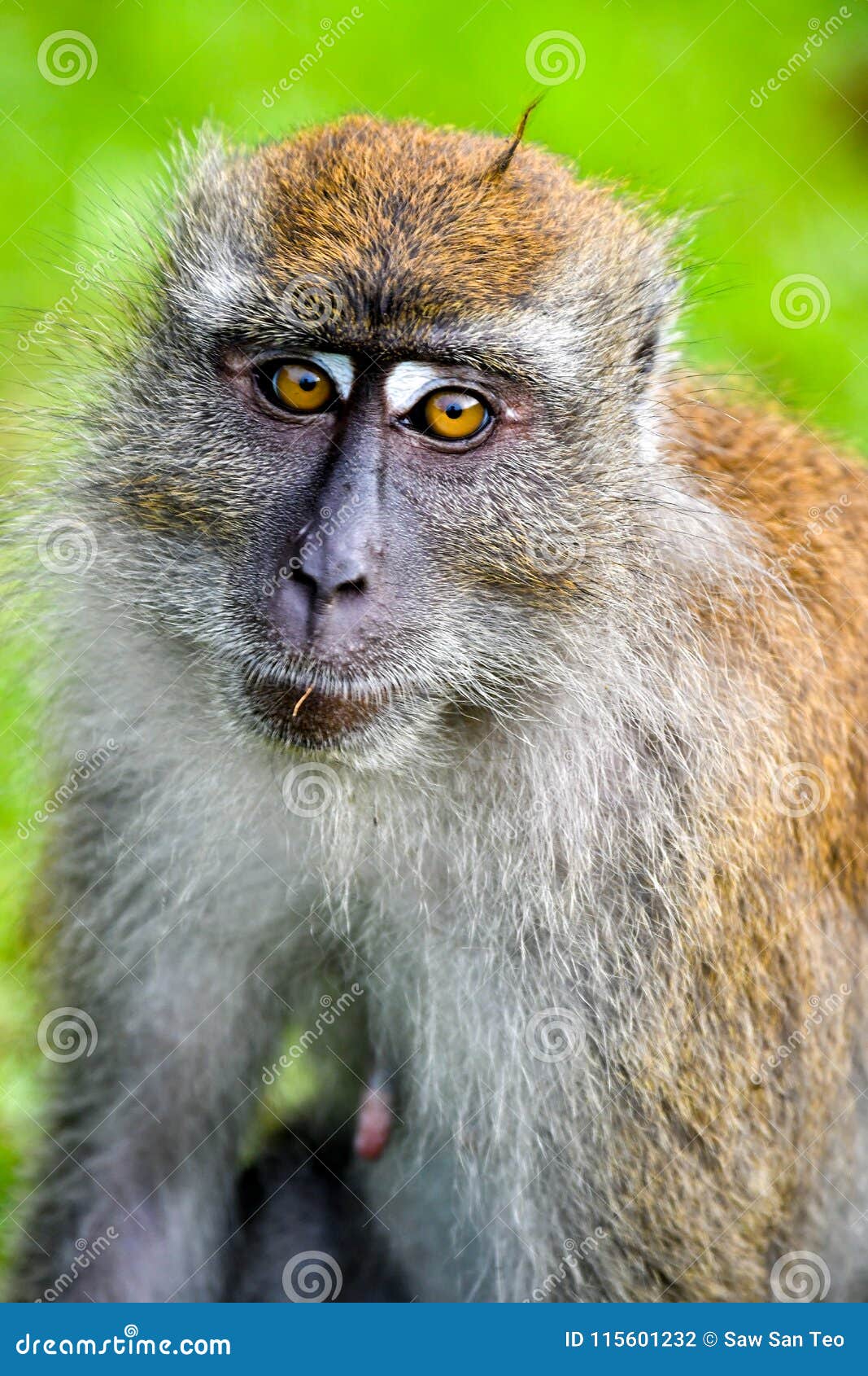 Funny Looking Long-tailed Macaque Stock Photo - Image of comical, cute ...