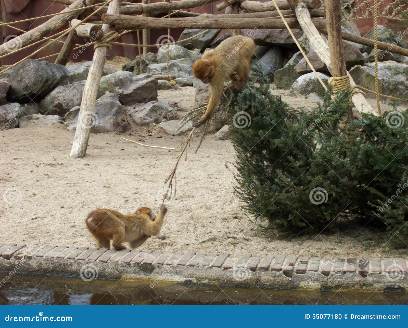 Monkeys stock photo. Image of animals, monkey, together - 55077180