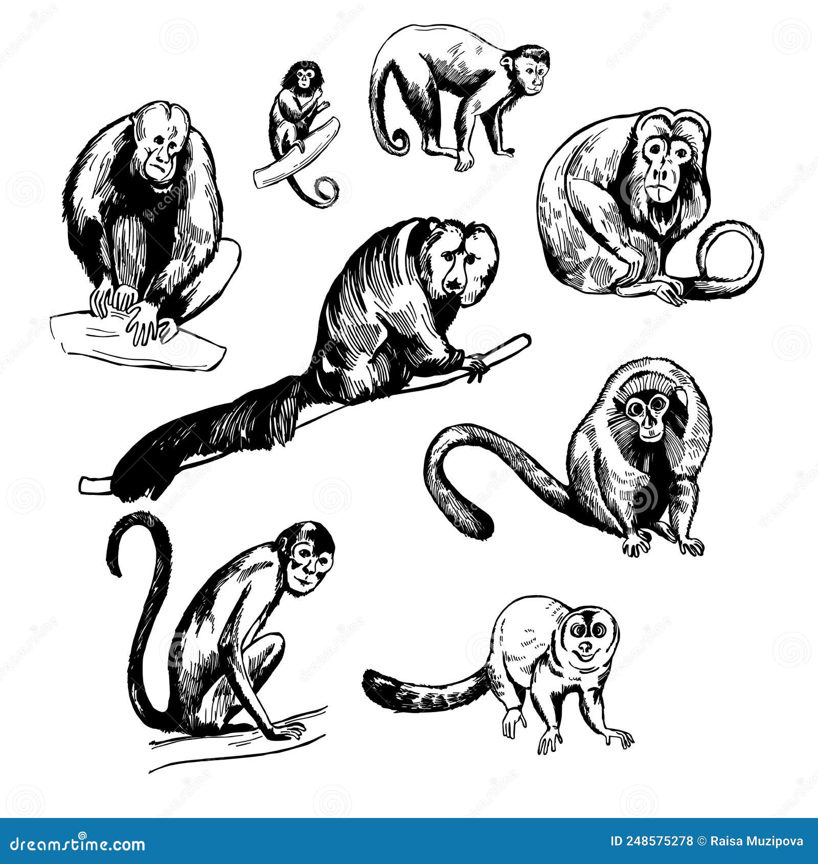 Monkeys of South America. Sketch Illustration Stock Vector ...