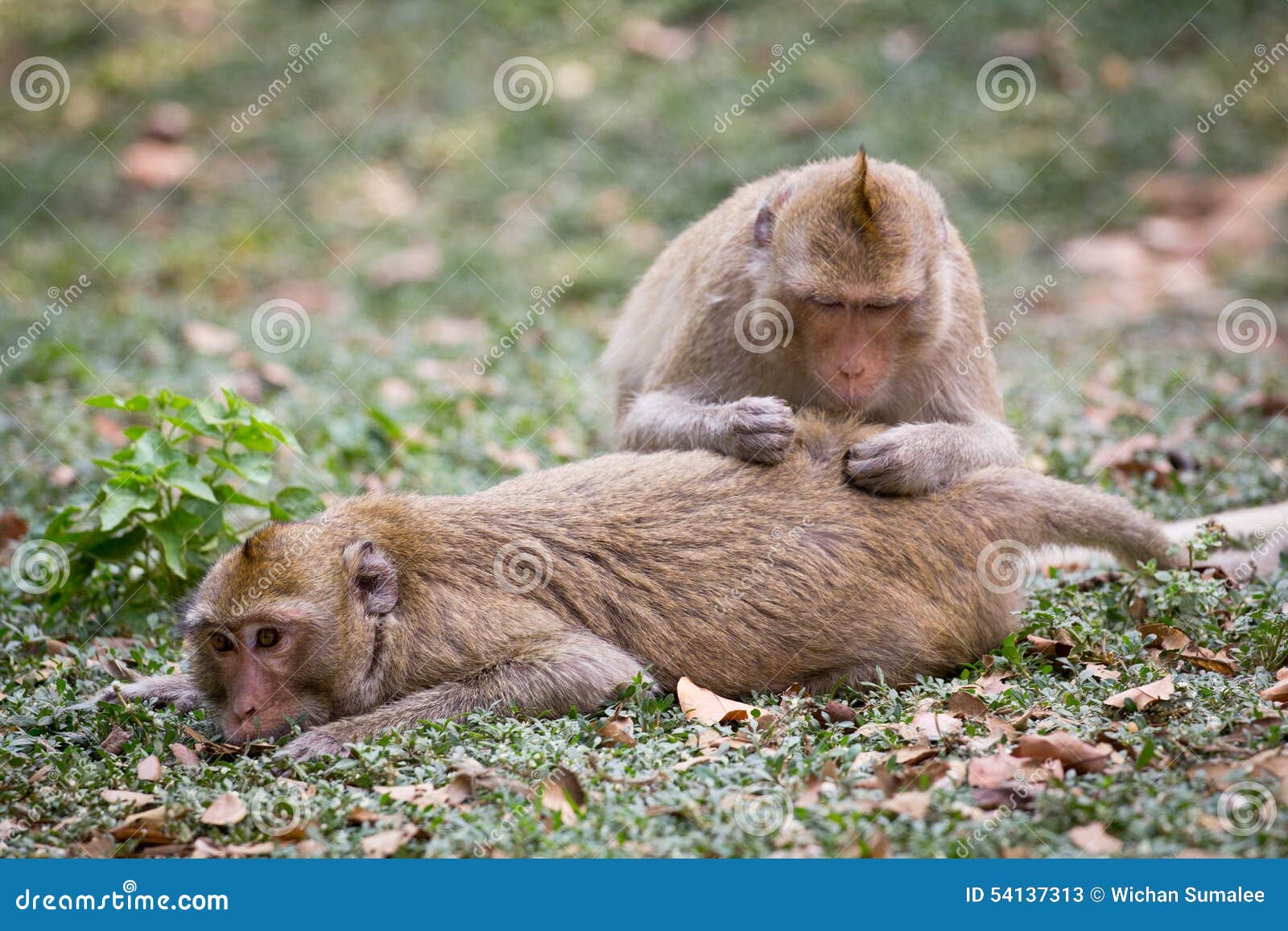 Monkeys spa stock image. Image of portrait, national - 54137313