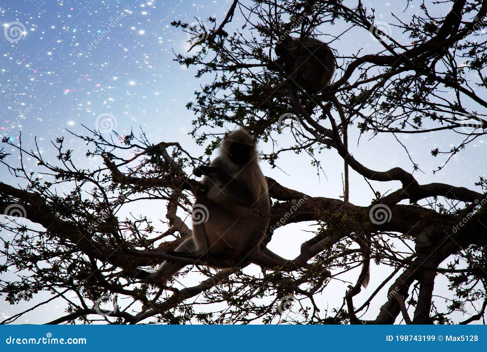 Monkeys in the Starry Night Stock Image - Image of heavenly, macaques ...