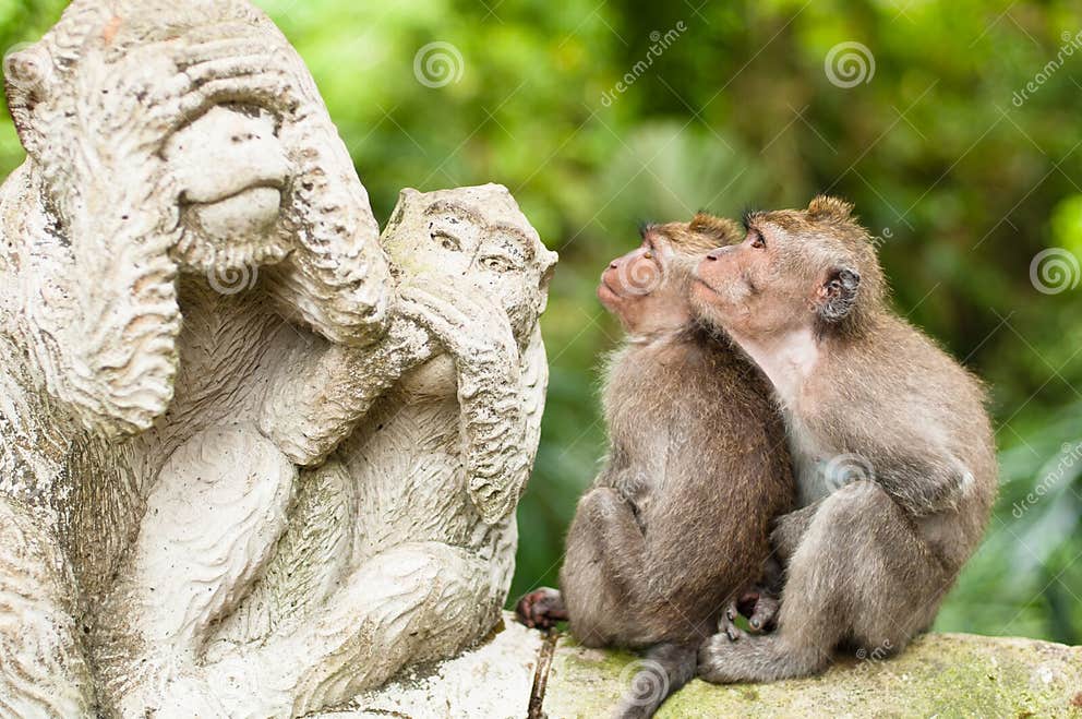 Monkeys and statues stock image. Image of funny, animal - 24234489