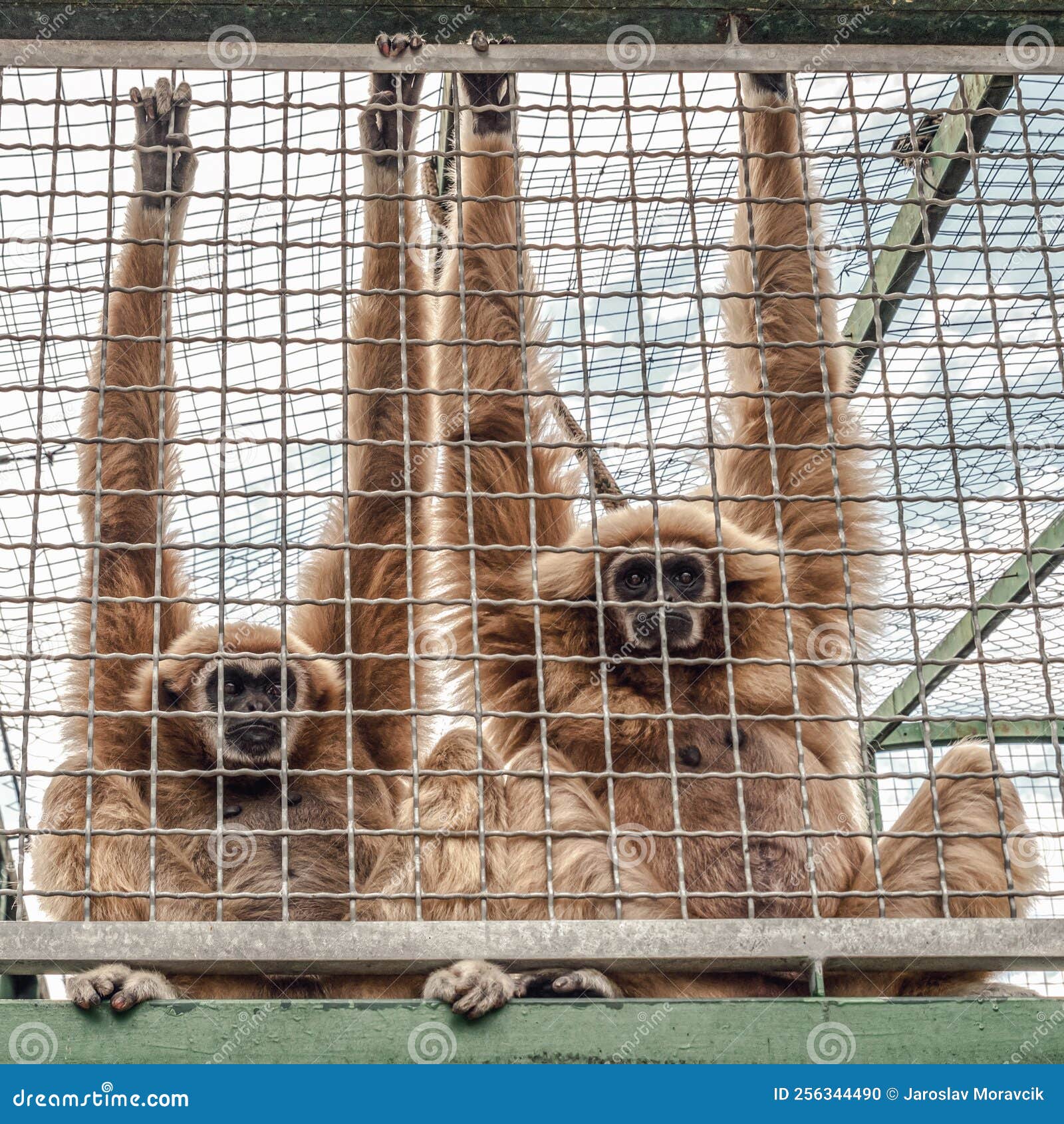 Monkeys Staying in the Cage. Animal Rights Concept Stock Photo - Image ...