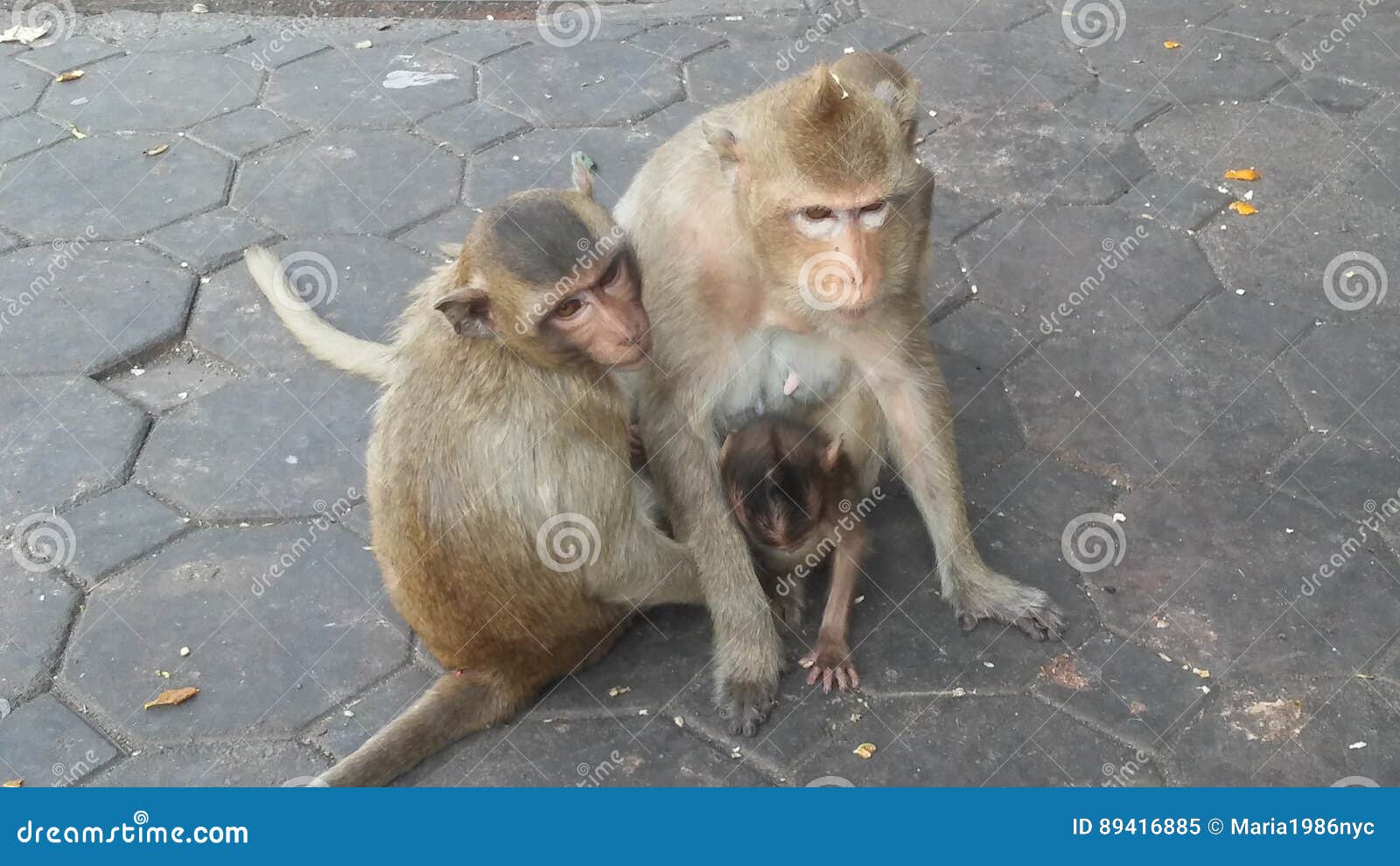 Monkeys on Street in Lopburi, Thailand. Stock Image - Image of street ...