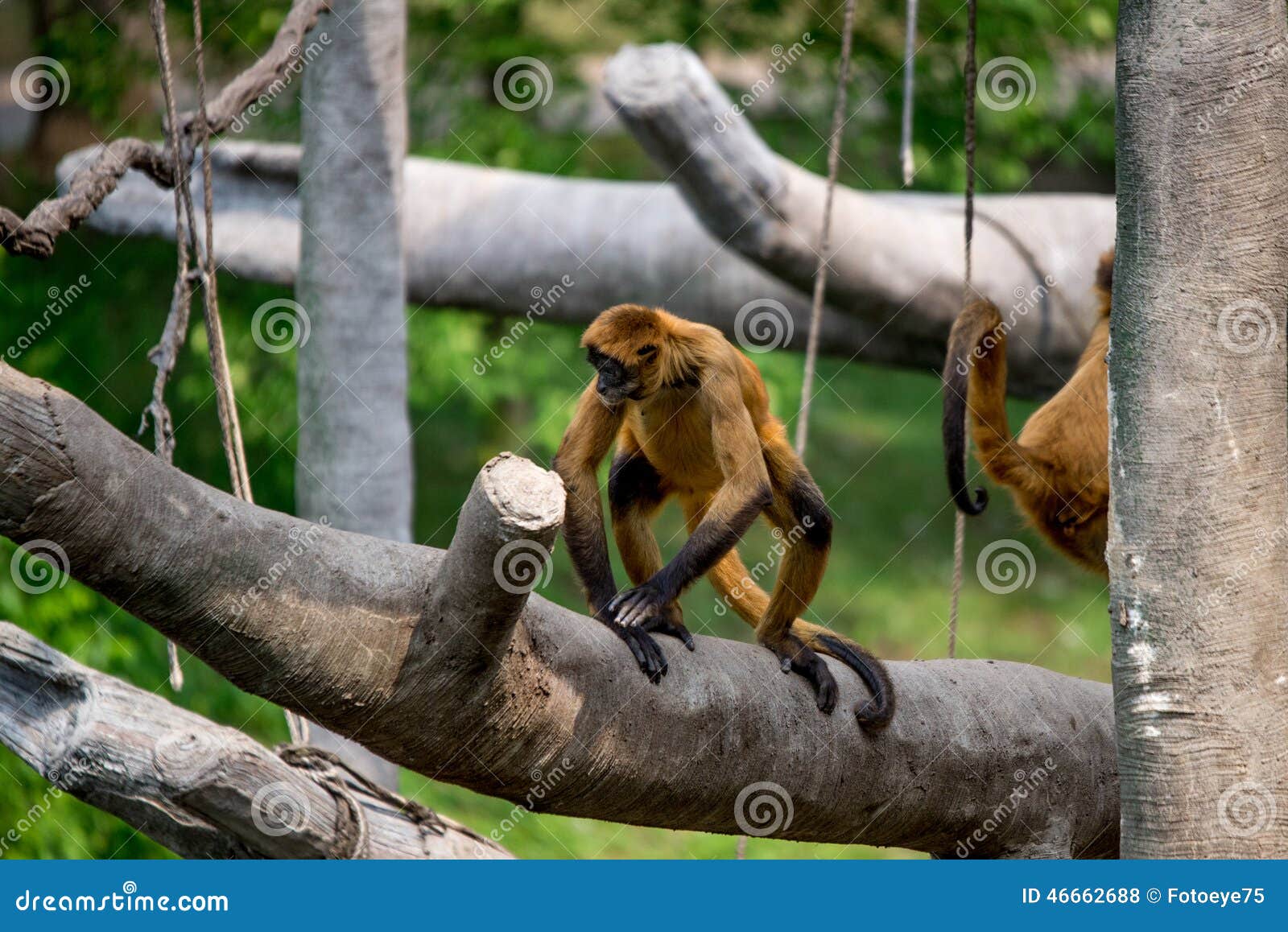 Monkeys, swinging primates stock photo. Image of animal - 46662688