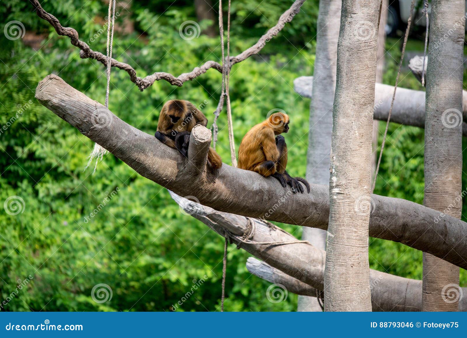 Monkeys, swinging primates stock photo. Image of outdoor - 88793046