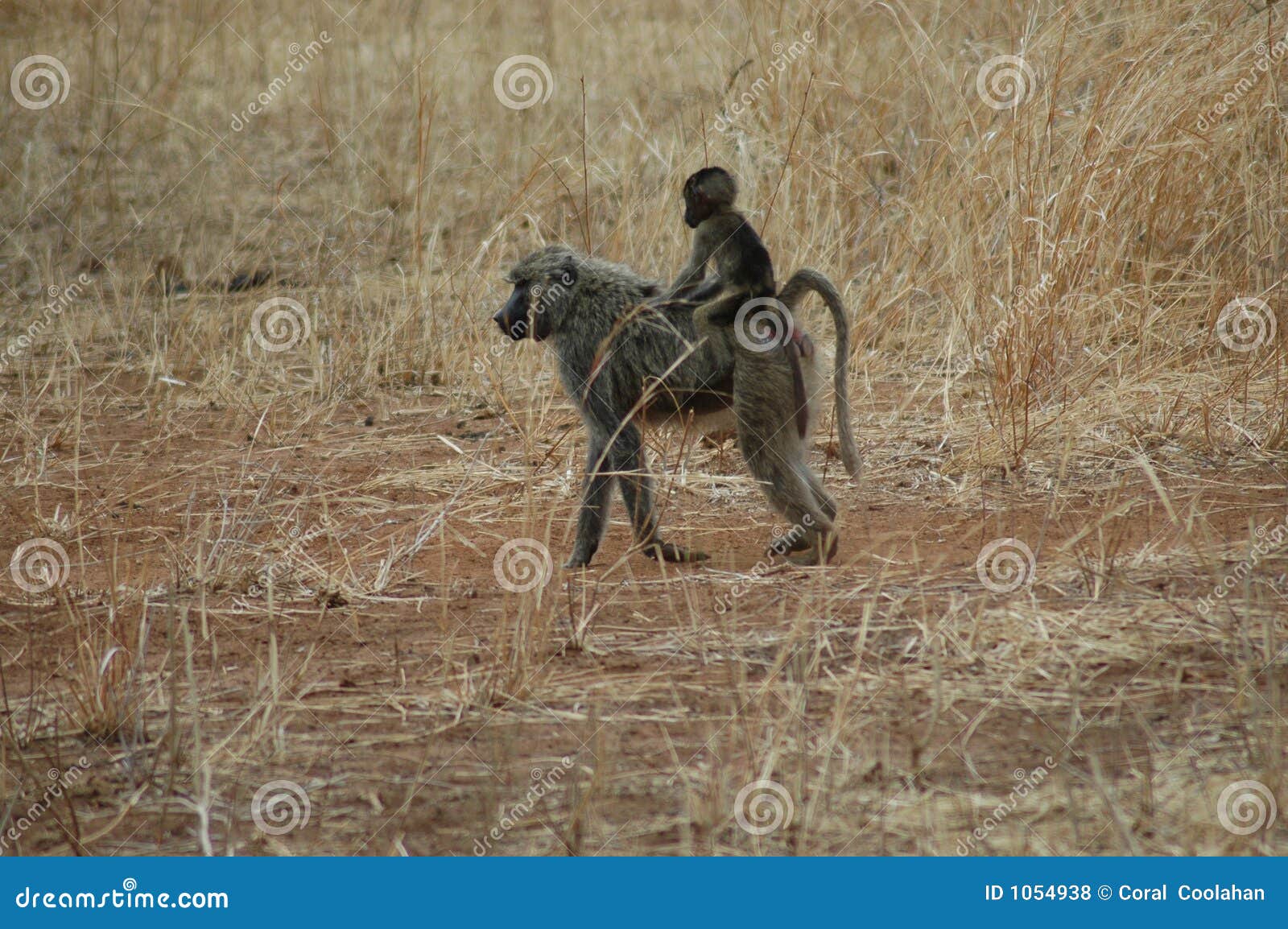Monkeys take a walk stock photo. Image of monkey, anthropoid - 1054938