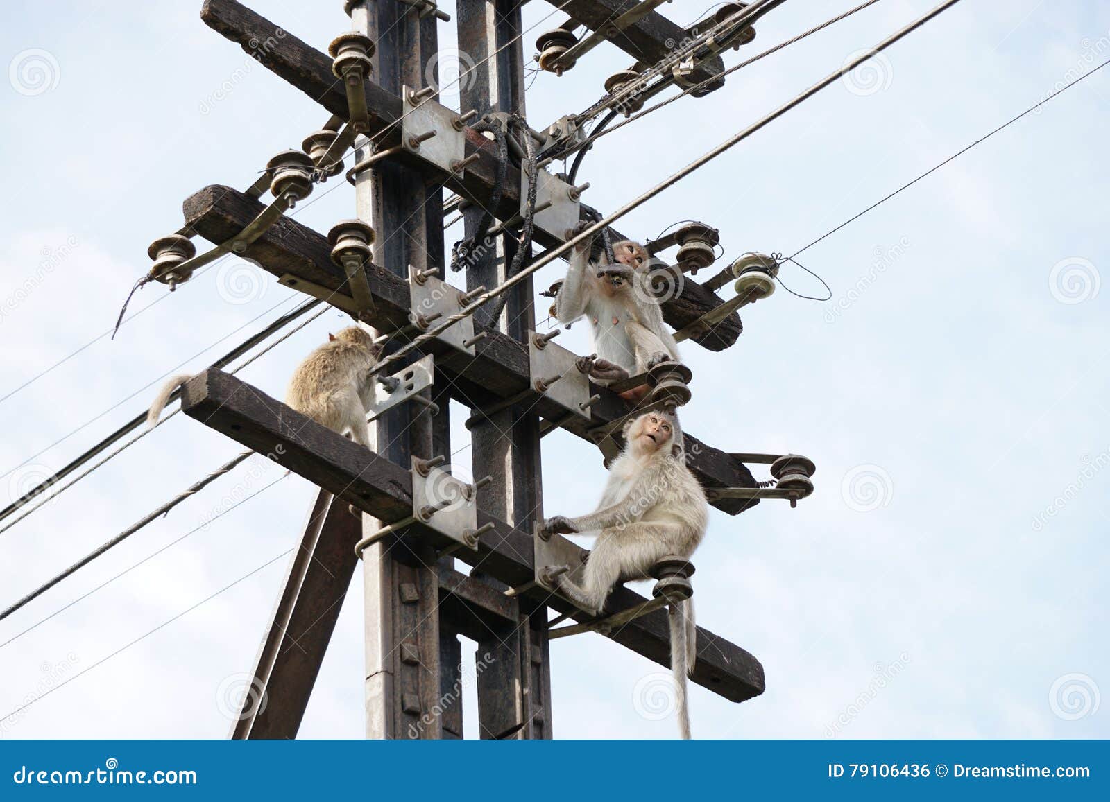 Monkeys on a Telephone Pole Stock Photo - Image of thai, monkey: 79106436