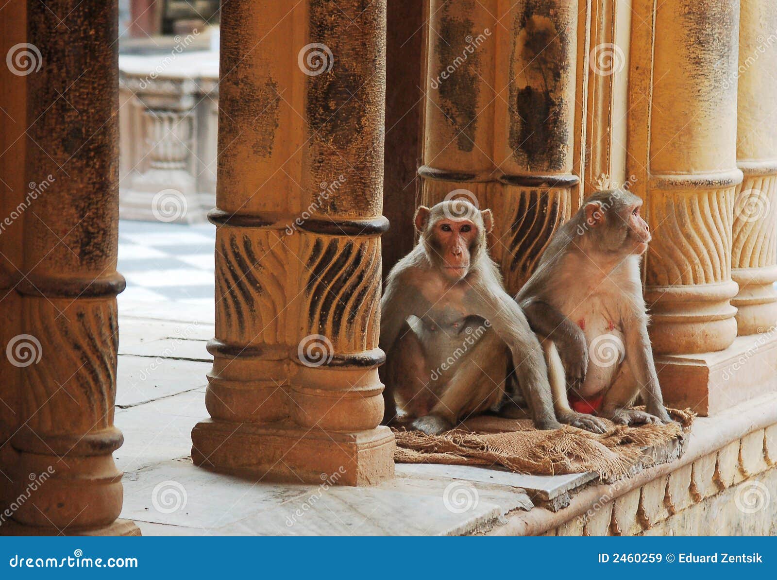 Monkeys in temple stock image. Image of temple, rajasthan - 2460259