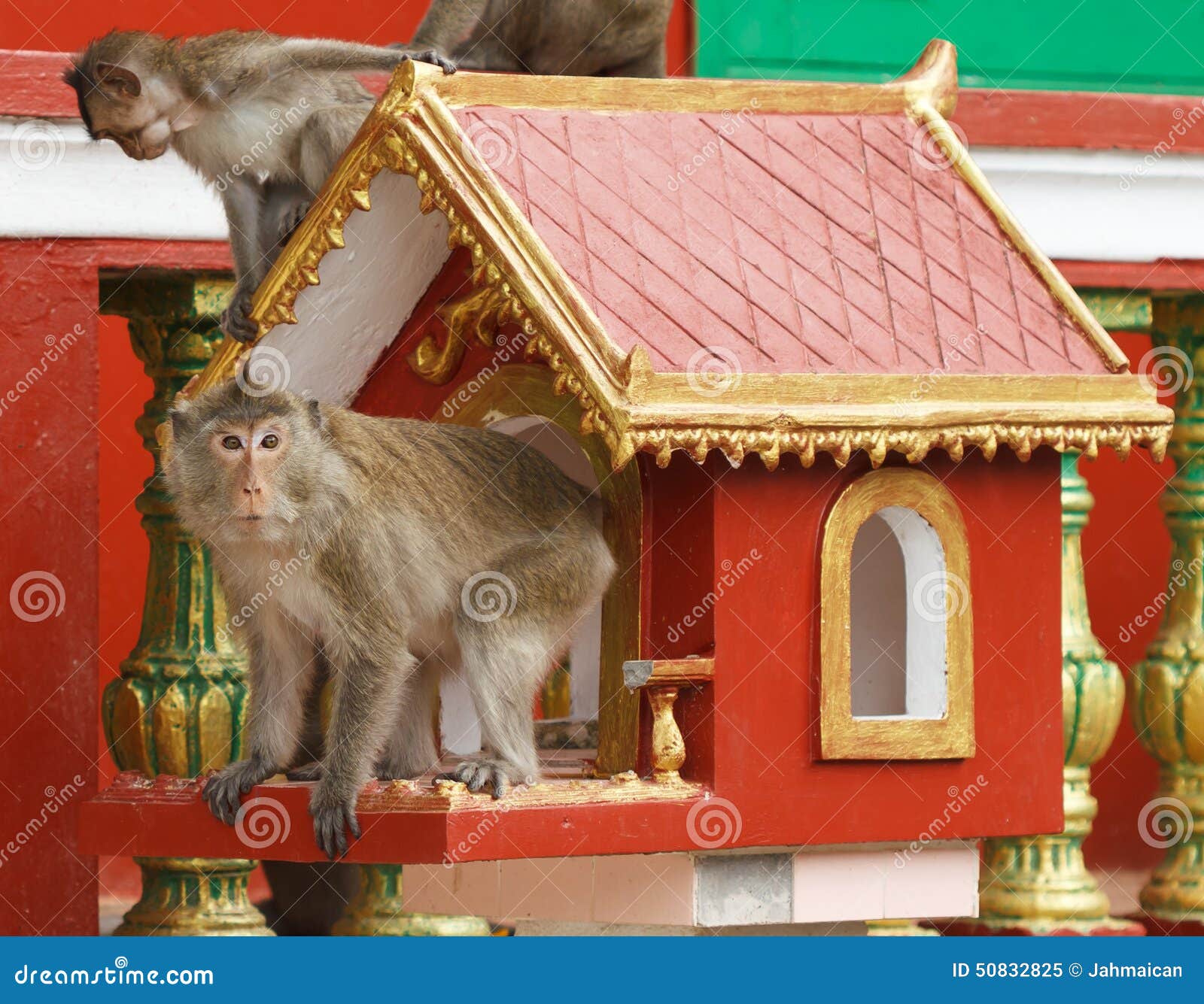 Monkeys in temple stock image. Image of family, africa - 50832825