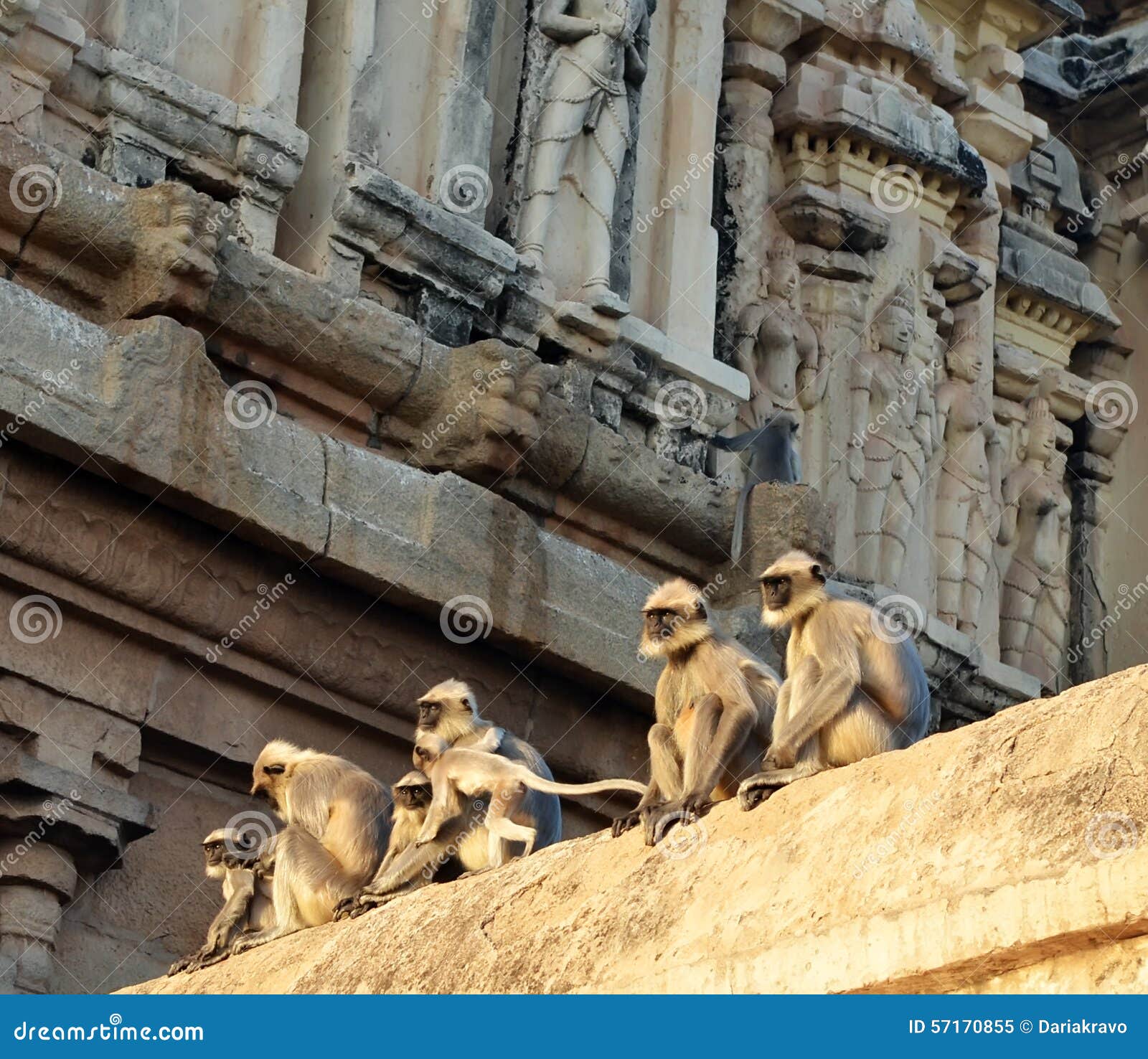 Monkeys stock image. Image of monkey, india, karnataka - 57170855