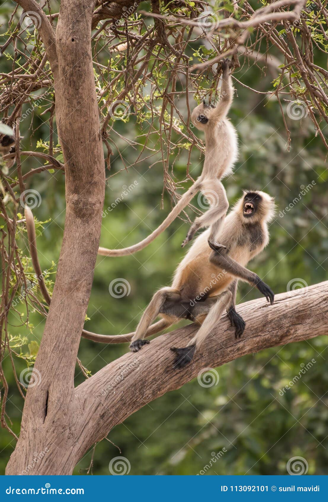 Monkeys Fight Stock Images - Download 100 Photos