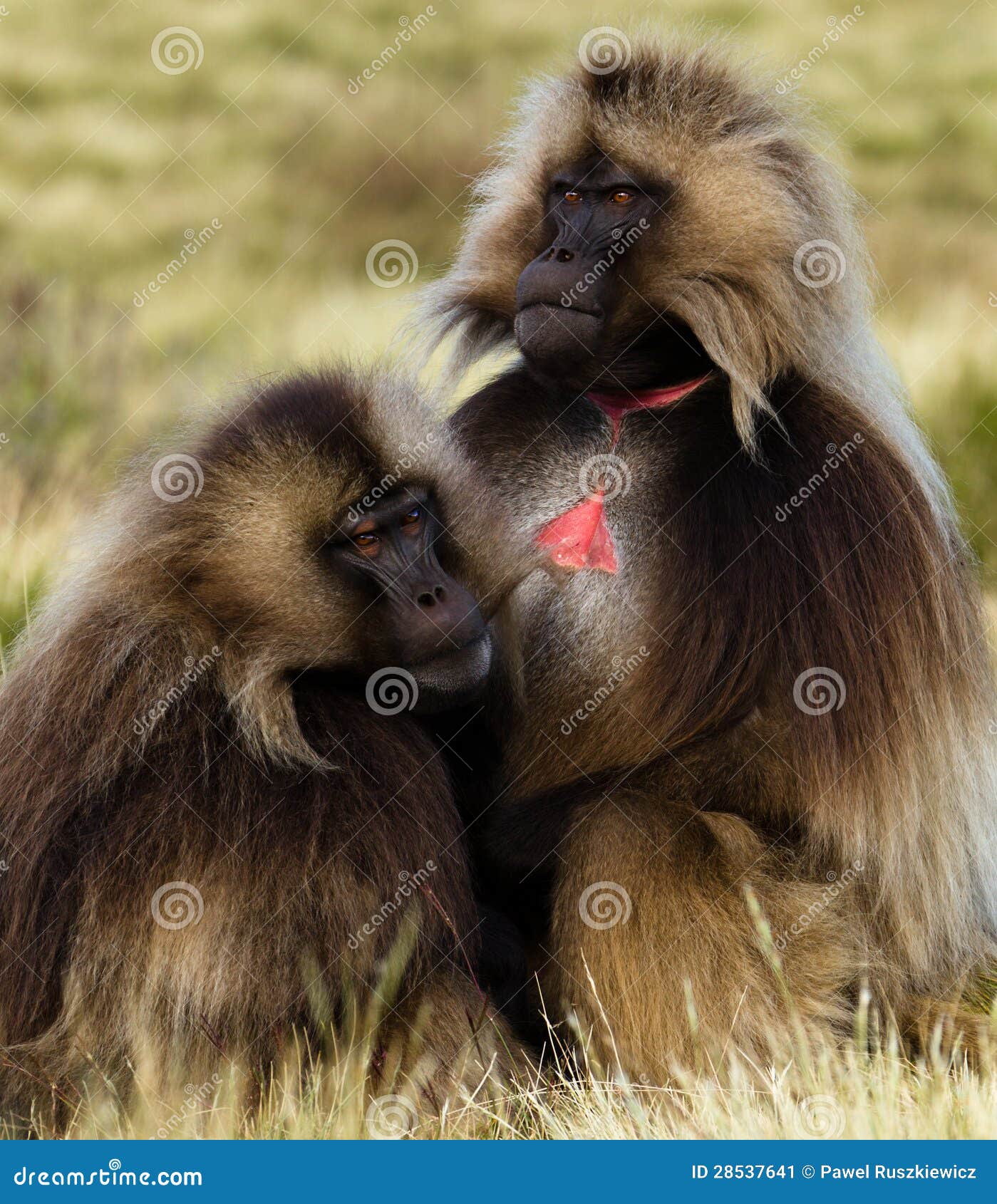 Monkeys - theropithecus stock image. Image of monkey - 28537641