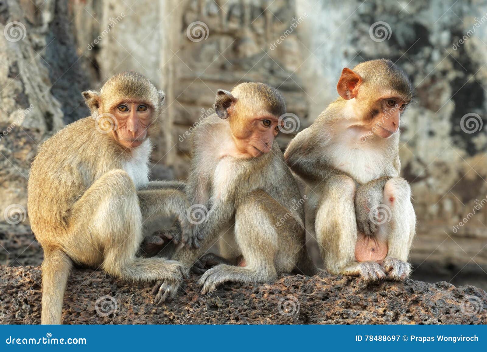 Monkeys stock image. Image of outdoors, group, apes, animal - 78488697