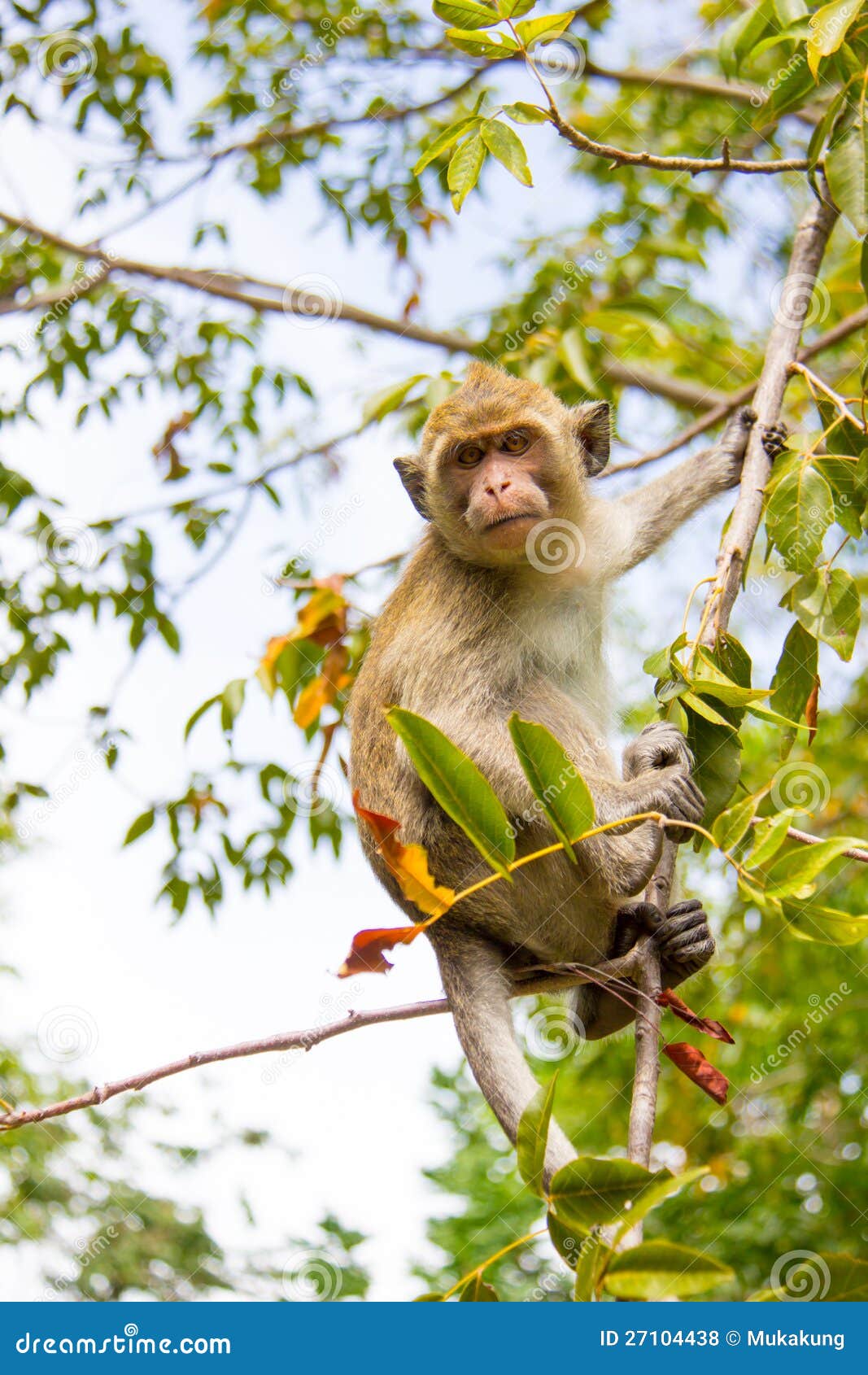Monkeys in a tree stock photo. Image of animal, little - 27104438
