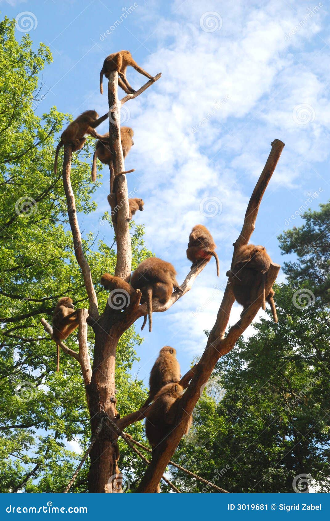 Monkeys On Trees