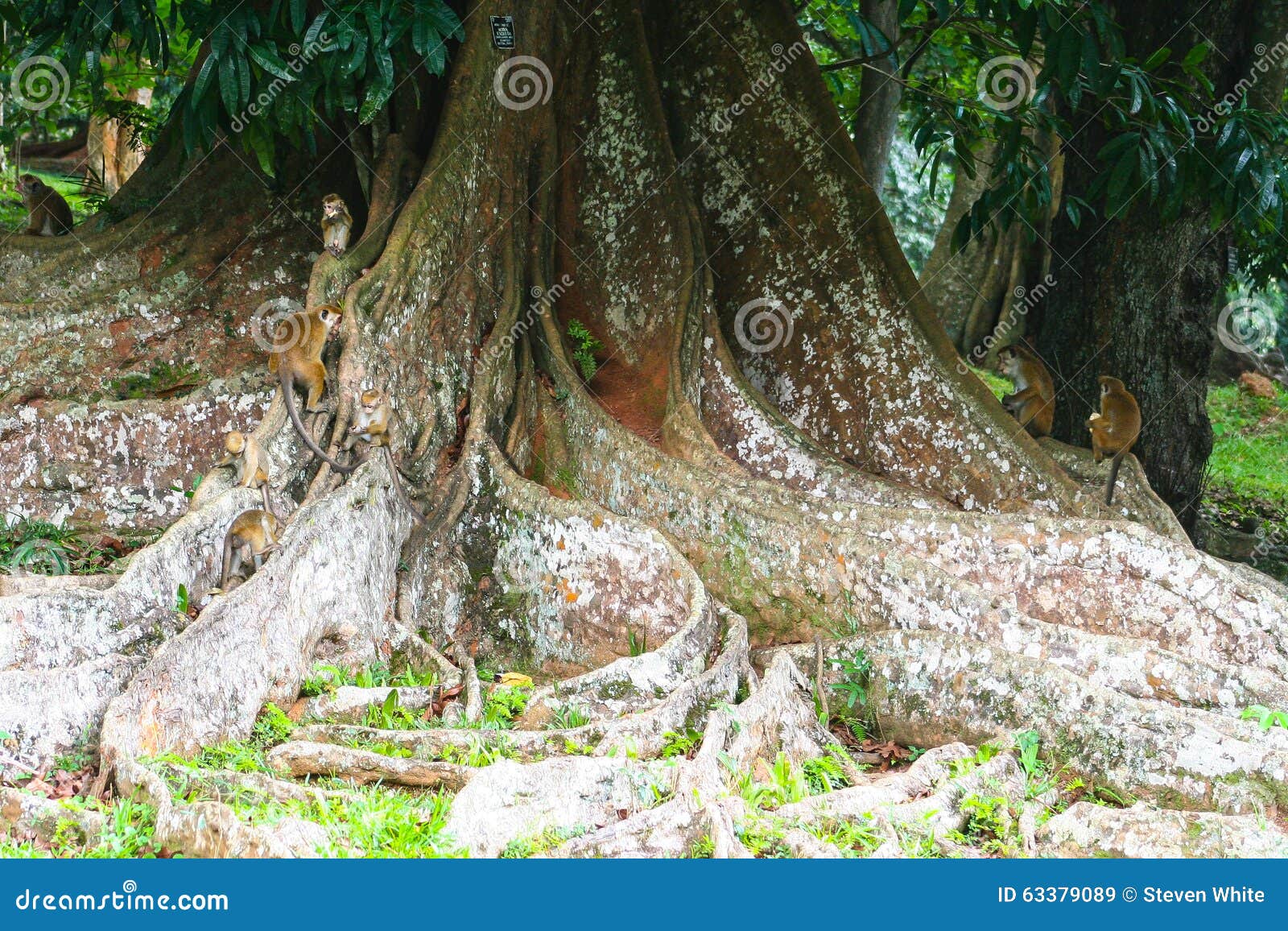 Monkeys on Tree with Amazing Root Structure Stock Image - Image of ...