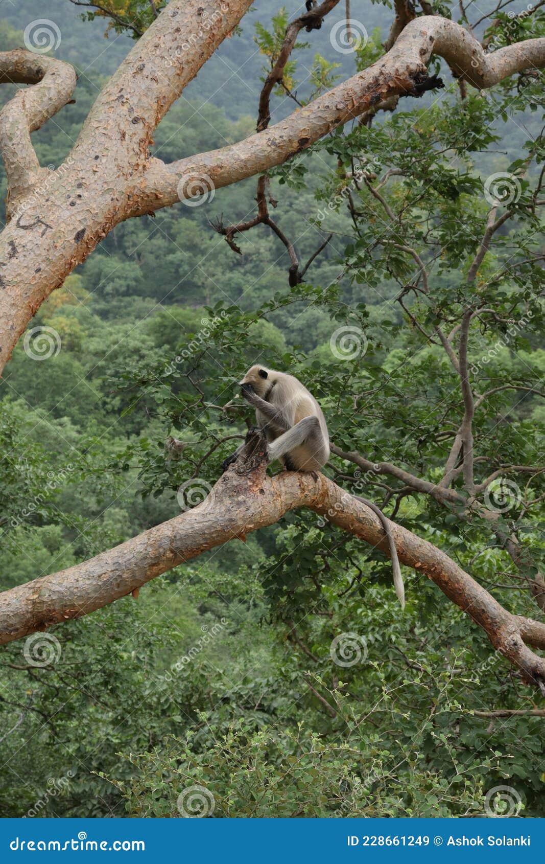 Monkey on Tree Hide Face by Hand, Black Face Monkey and Long Tail Stock ...
