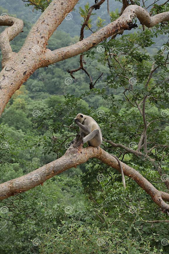 Monkey on Tree Hide Face by Hand, Black Face Monkey and Long Tail Stock ...
