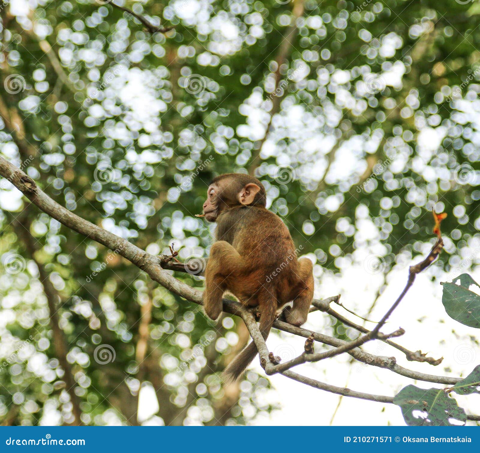 Monkeys on a Tree Branch in Nature Stock Image - Image of tropics ...