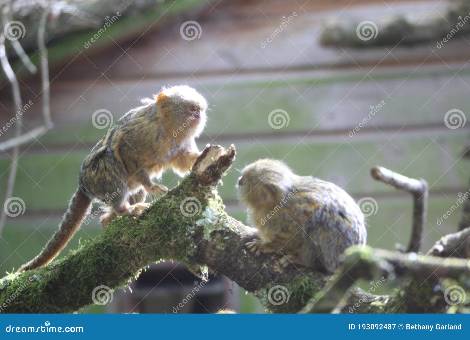 Monkeys in a tree stock image. Image of chipmunk, monkeys - 193092487