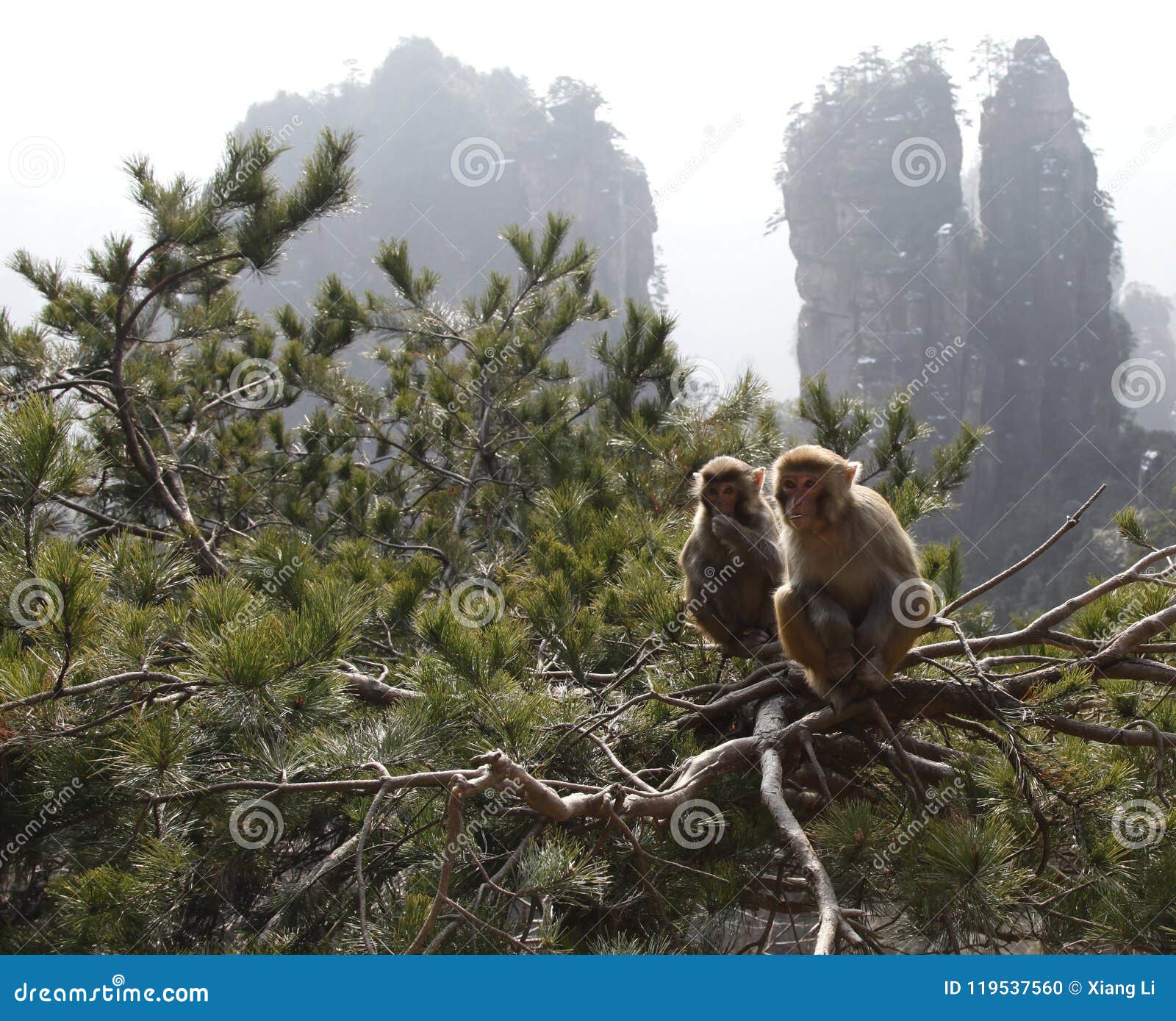 Monkeys on trees stock photo. Image of trees, standing - 119537560