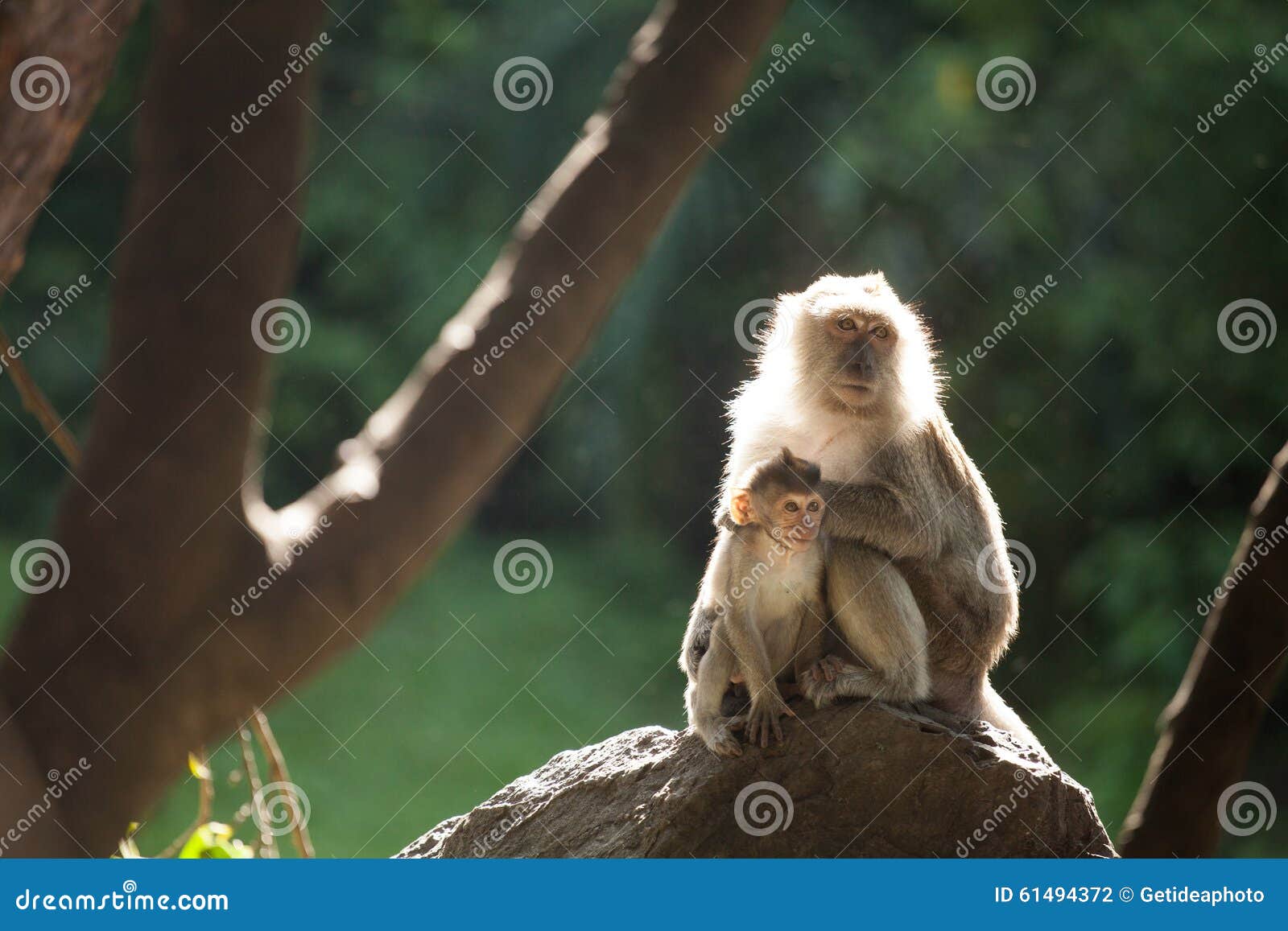 Monkeys stock photo. Image of creature, monkeys, fauna - 61494372