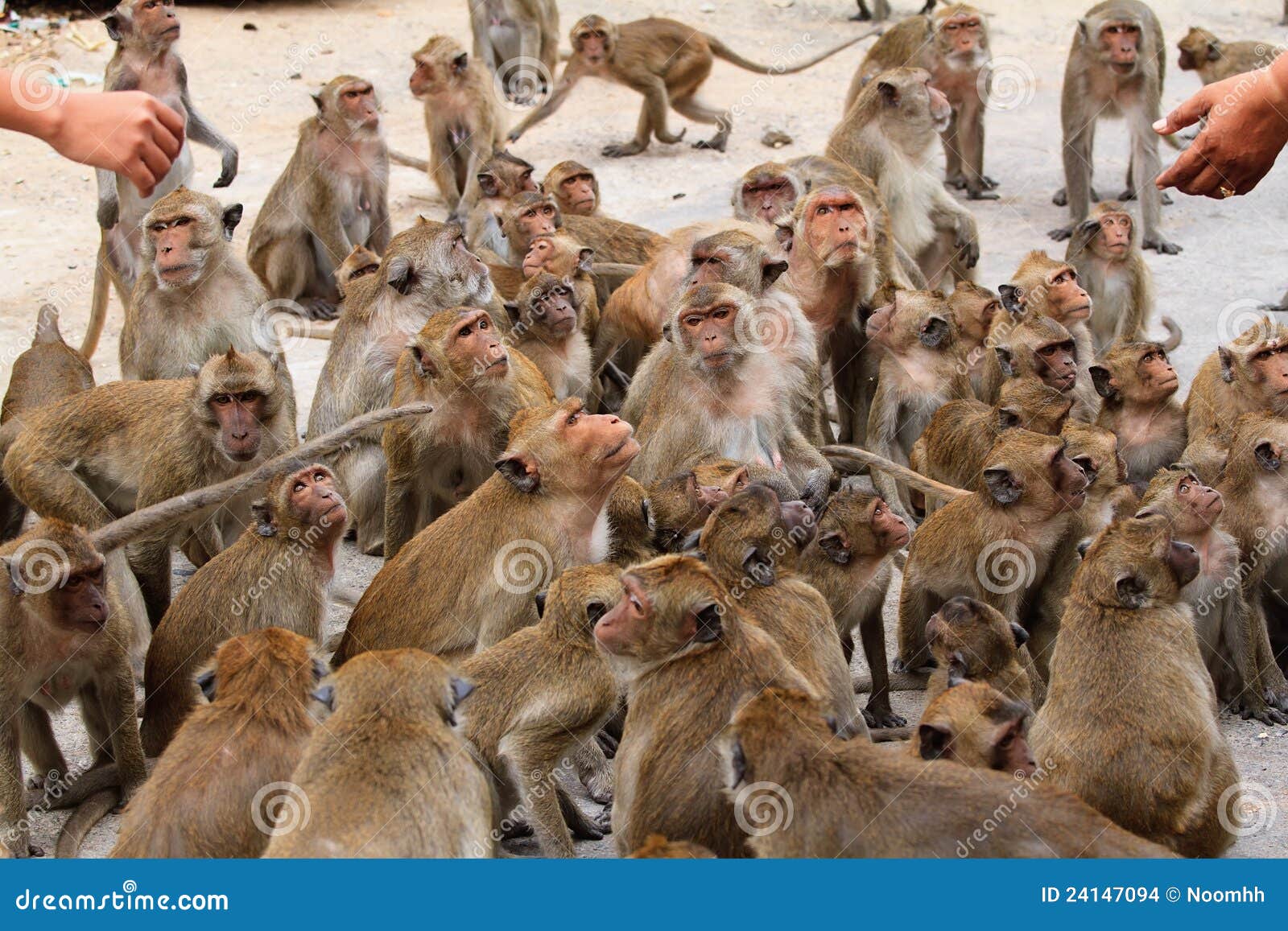 Monkeys waiting for food. stock photo. Image of monkey - 24147094