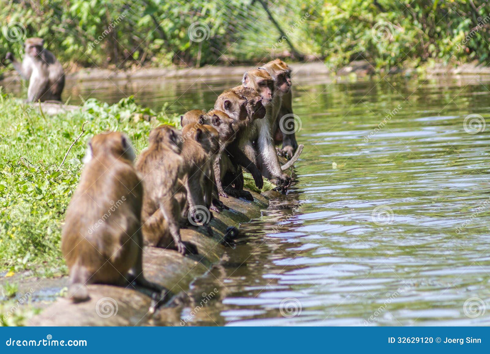 Monkeys watching stock photo. Image of jump, exotic, river - 32629120