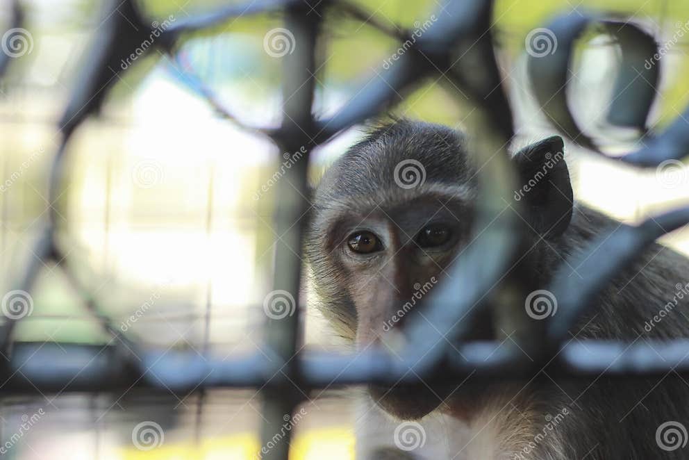 Monkeys were caged stock image. Image of captivity, jungle - 57281927