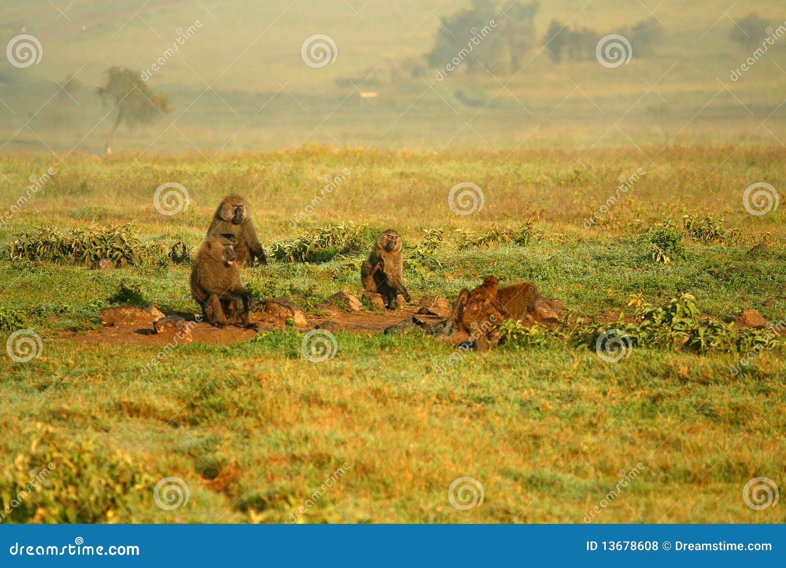 Monkeys in the wild stock photo. Image of view, outdoor - 13678608