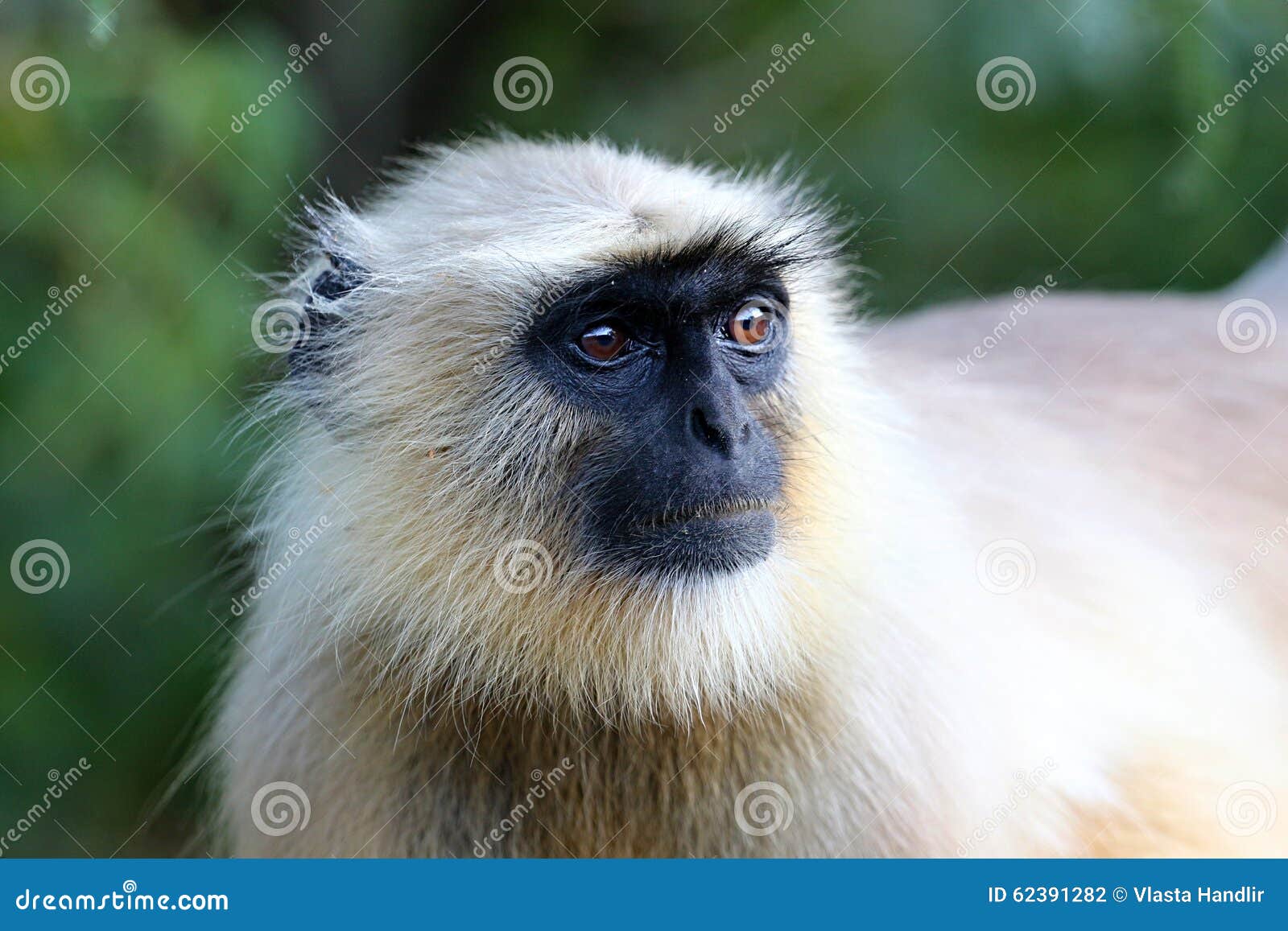 Monkeys in the Wild in India Stock Photo - Image of creature, mount ...