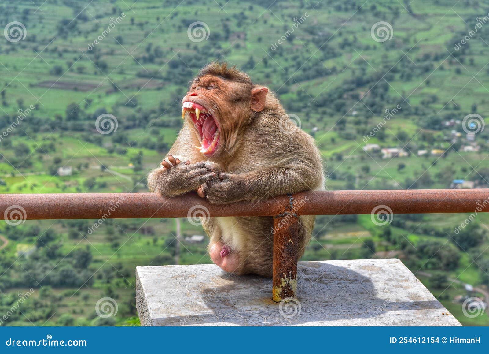 Monkeys yawning stock photo. Image of asia, outdoor - 254612154