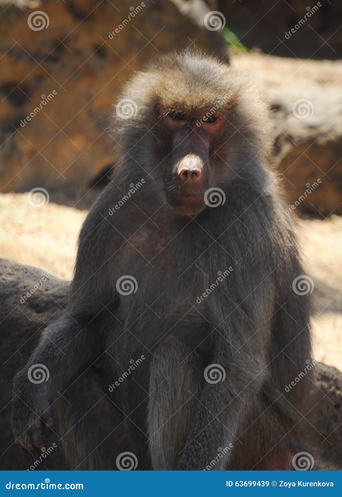 Monkeys in the Zoo of Melbourne Stock Image - Image of nature, wildlife ...