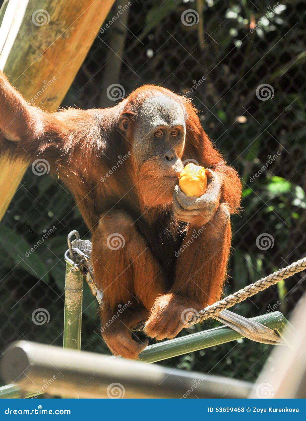 Monkeys in the Zoo of Melbourne Stock Photo - Image of like, orangutan ...