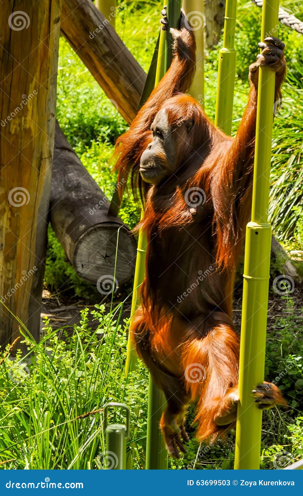 Monkeys in the Zoo of Melbourne Stock Image - Image of outdoor, hair ...