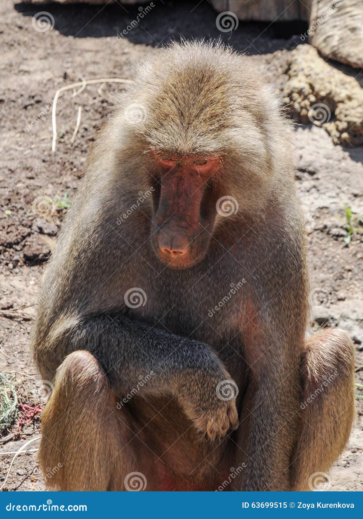 Monkeys in the Zoo of Melbourne Stock Image - Image of wildlife, like ...