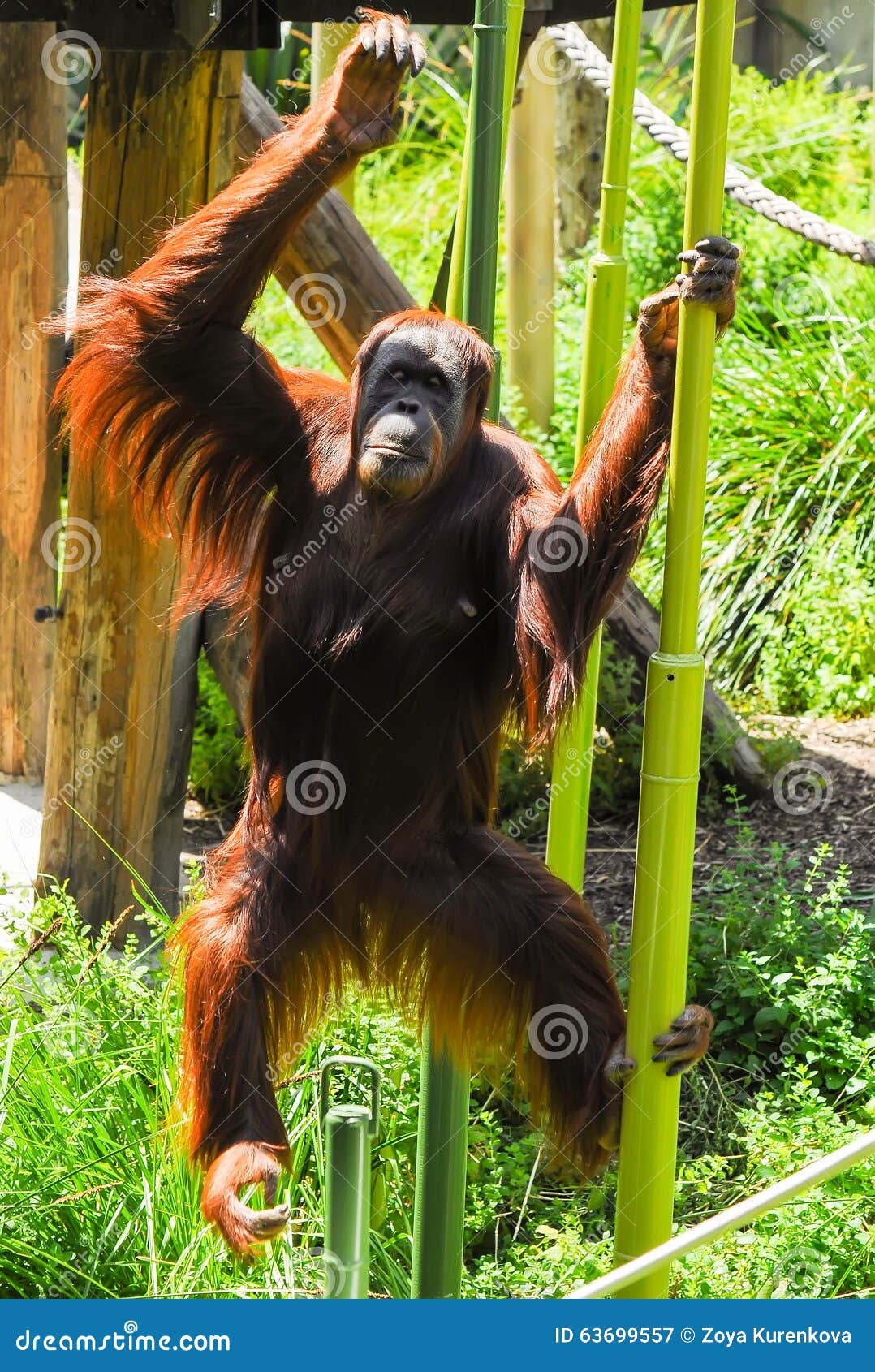 Monkeys in the Zoo of Melbourne Stock Image - Image of environment ...