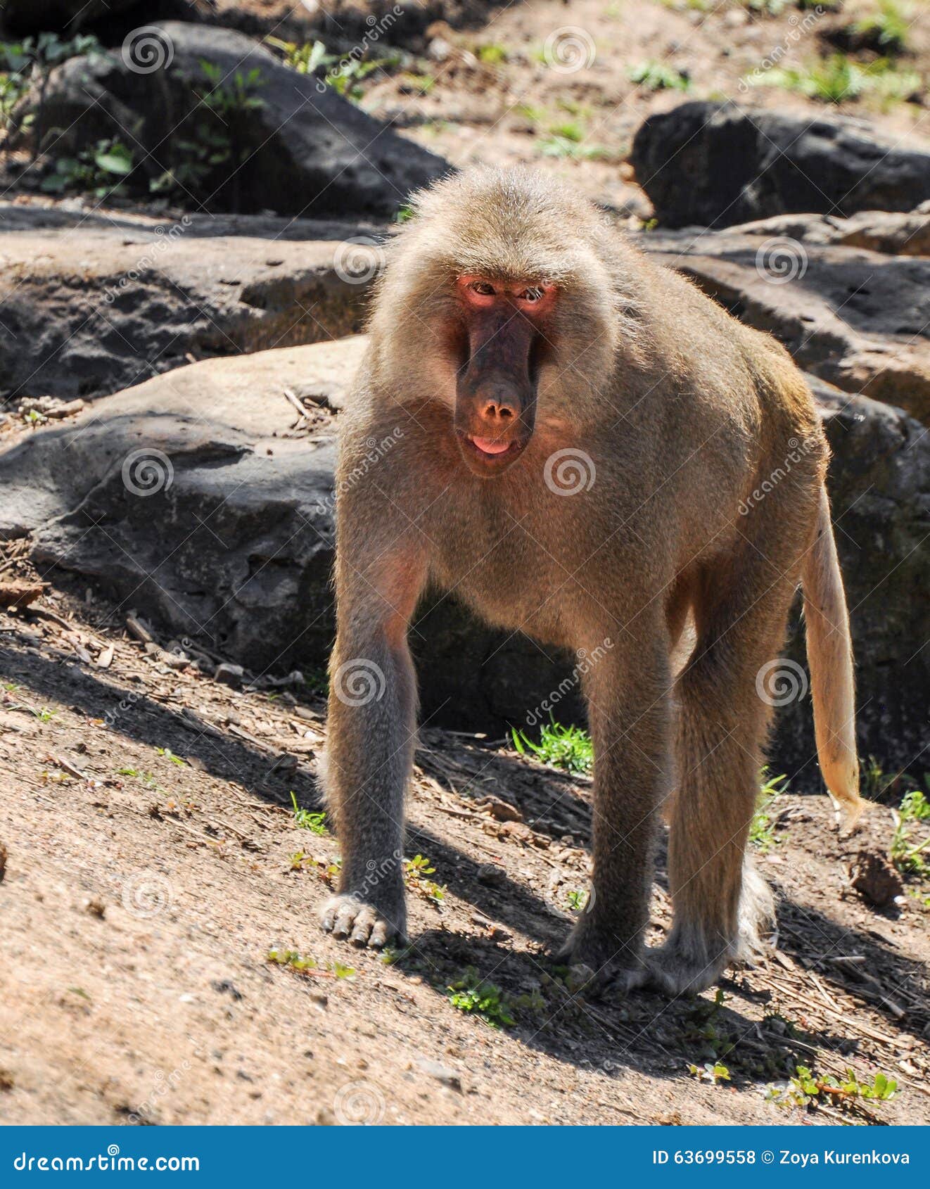 Monkeys in the Zoo of Melbourne Stock Photo - Image of making ...