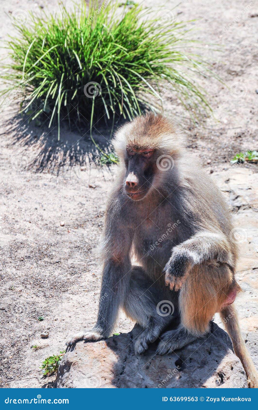 Monkeys in the Zoo of Melbourne Stock Image - Image of mouth, monkey ...