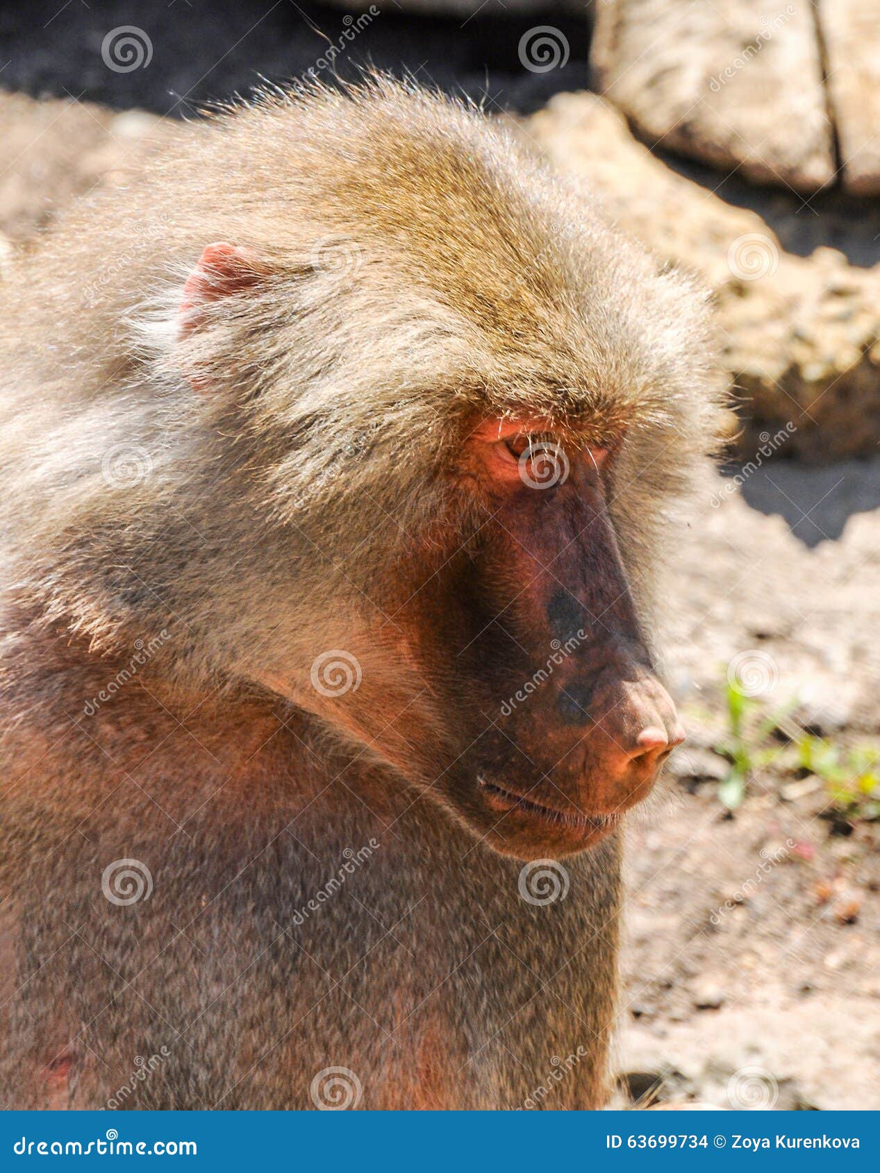 Monkeys in the Zoo of Melbourne Stock Photo - Image of monkey, mouth ...