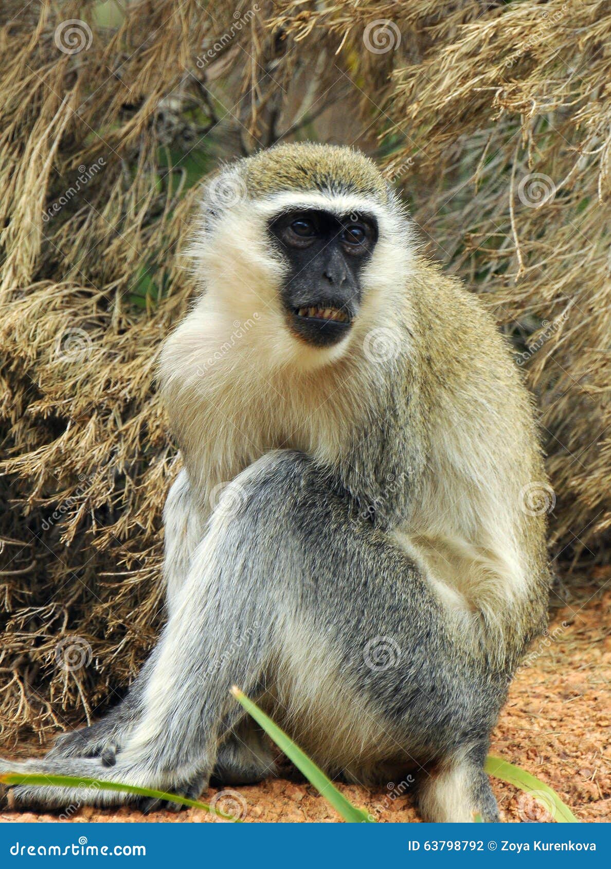 Monkeys in the Zoo of Melbourne Stock Photo - Image of hair, animal ...