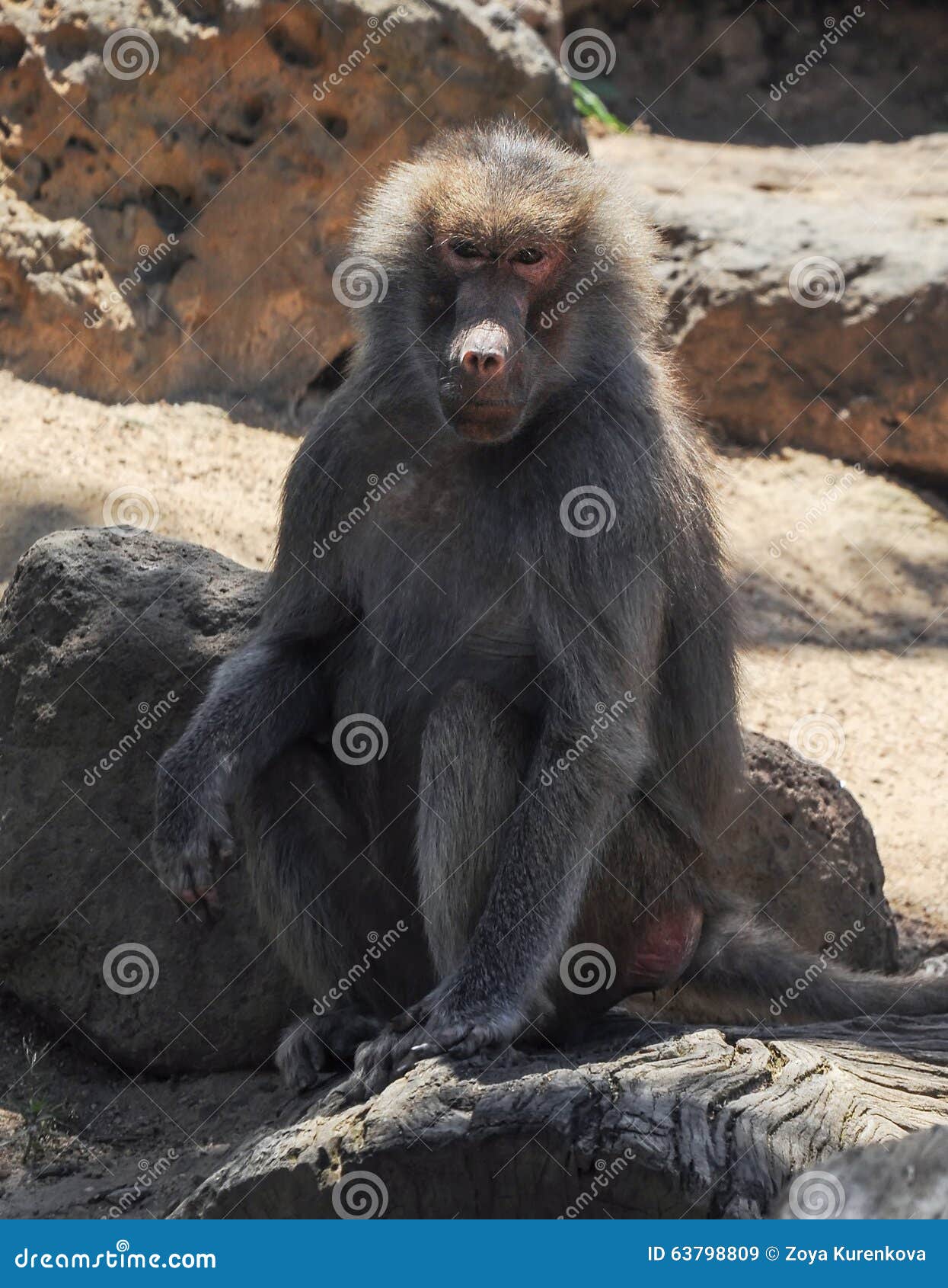 Monkeys in the Zoo of Melbourne Stock Image - Image of wild, cute: 63798809