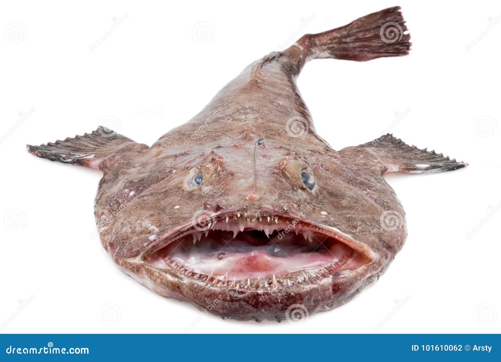 Monkfish arkivfoto. Bild av europeiskt, fisk, isolerat - 101610062