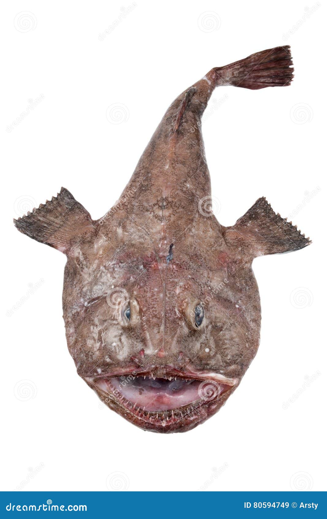 Angler, Monkfish, Lophius Piscatorius Royalty-Free Stock Photography ...