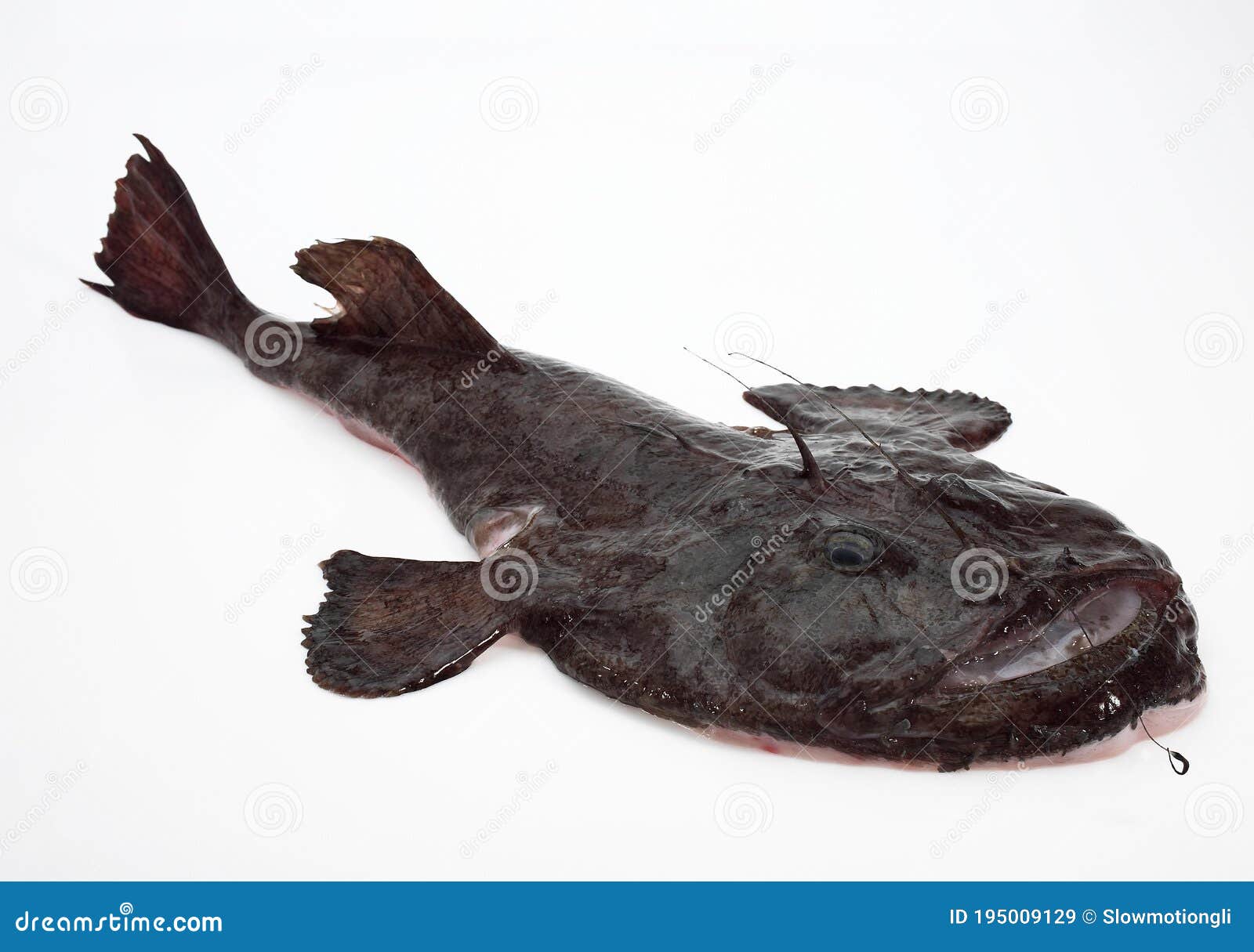Monkfish, Lophius Piscatorius, Fresh Fish Against White Background ...
